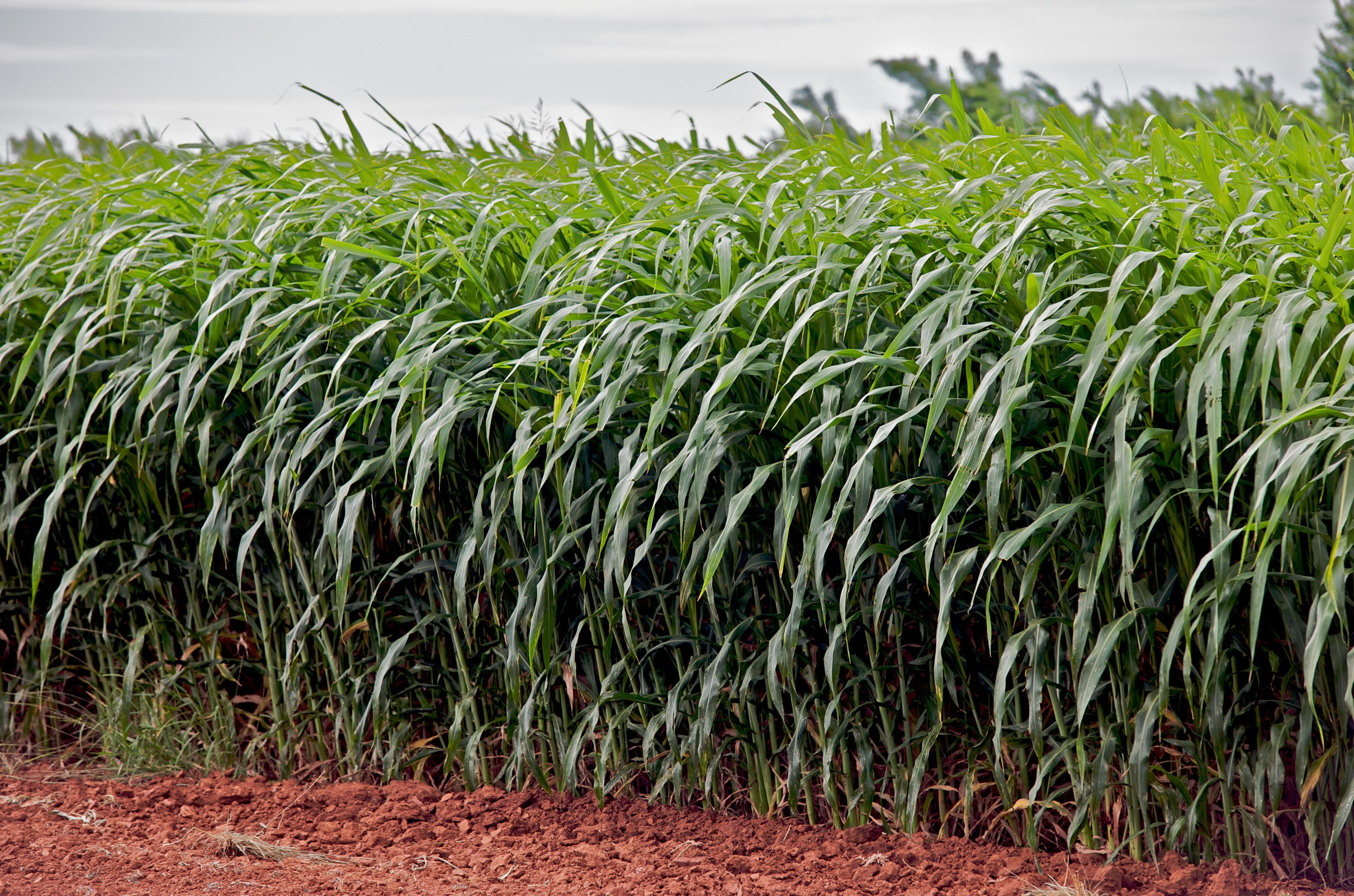 Forage Grasses – Elk Mound Seed