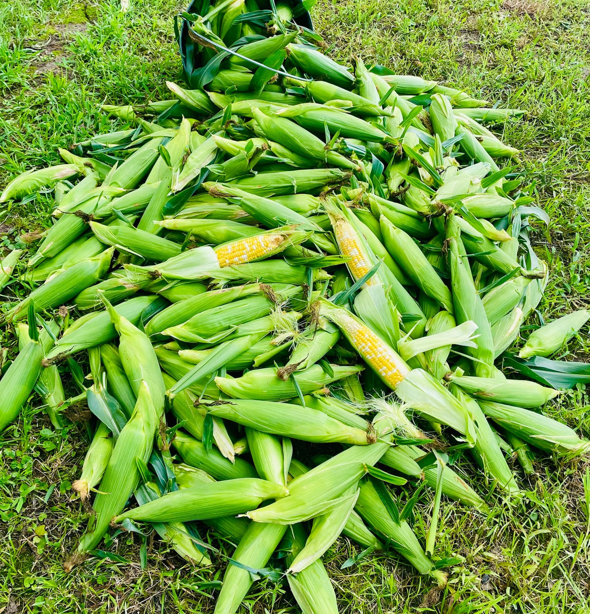 Farm, Corn, Wildflower Seed, Food Plot Seeds | Elk Mound Seed