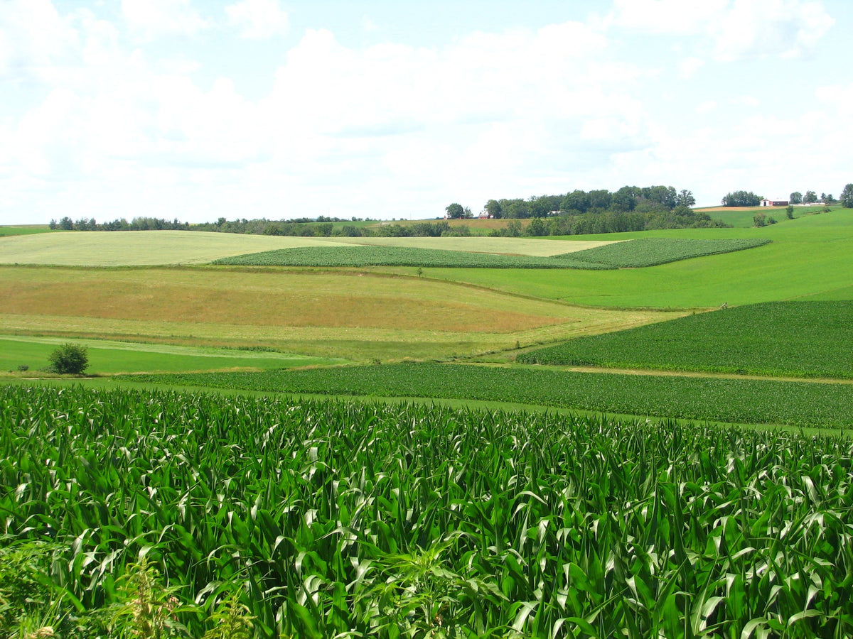 Buy Remedy Sweet Corn (Roundup Ready) | Elk Mound Seed