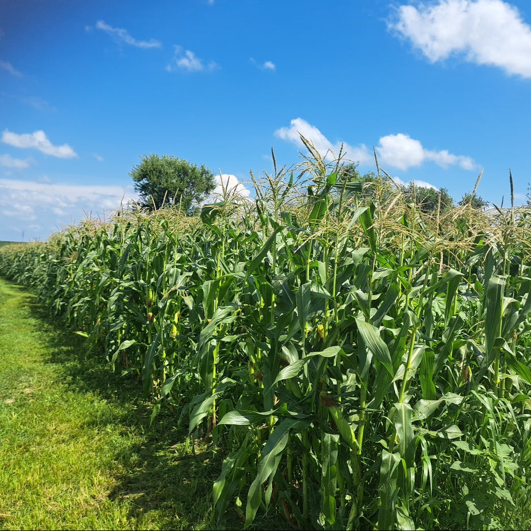 Conventional Sweet Corn – Elk Mound Seed