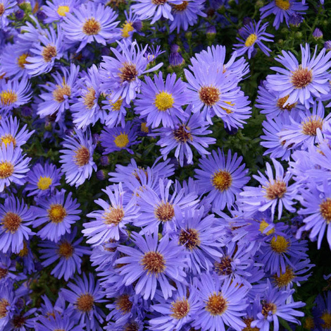 Sky Blue Aster, Symphyotrichum oolentangiense, late-season native ...
