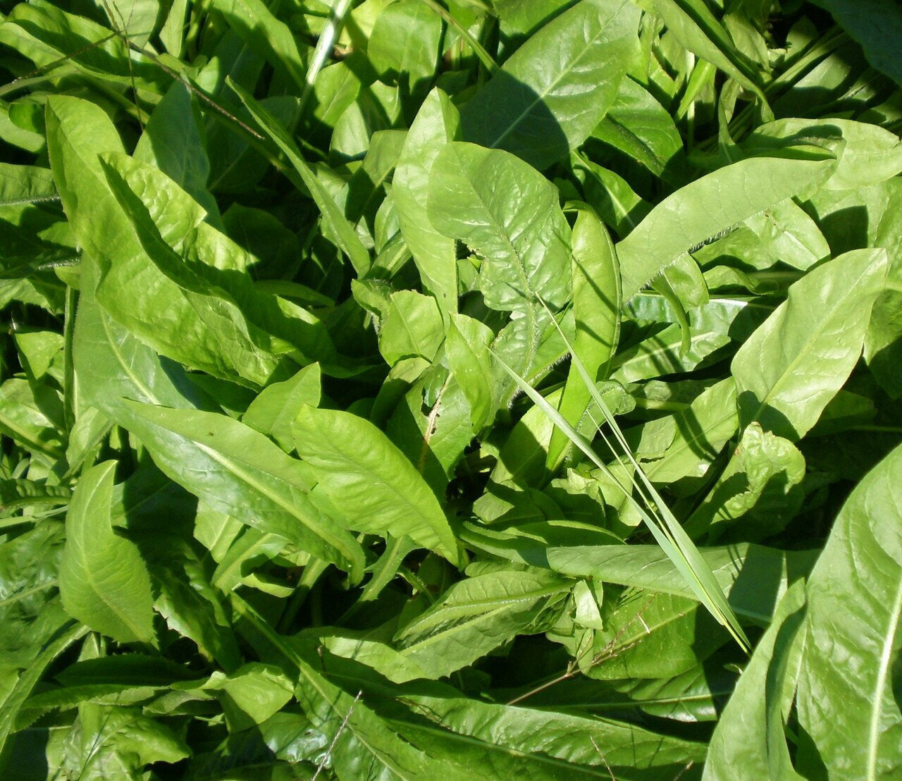 chicory, food plot, deer, whitetail, green leaf, clover – Elk Mound Seed