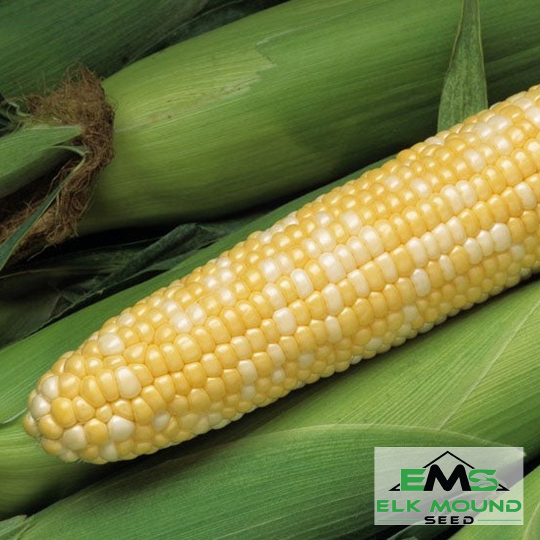 sweet corn seed, bicolor sweet corn seed, bi-color corn, bi color ...