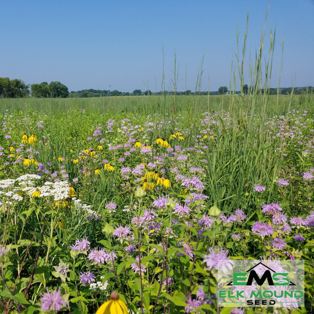 Native Prairie Seed Mix – Elk Mound Seed