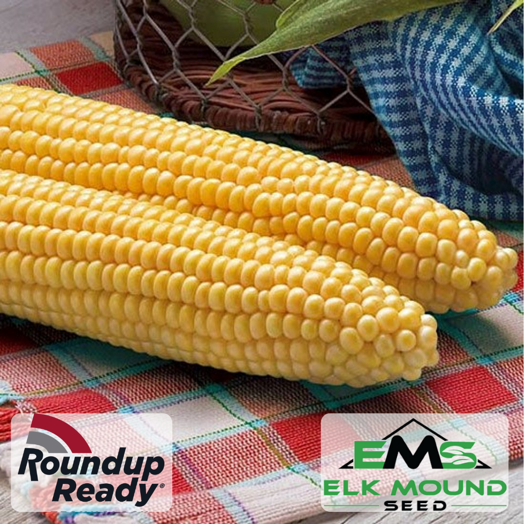 Buy Protector Sweet Corn (Roundup Ready) | Elk Mound Seed