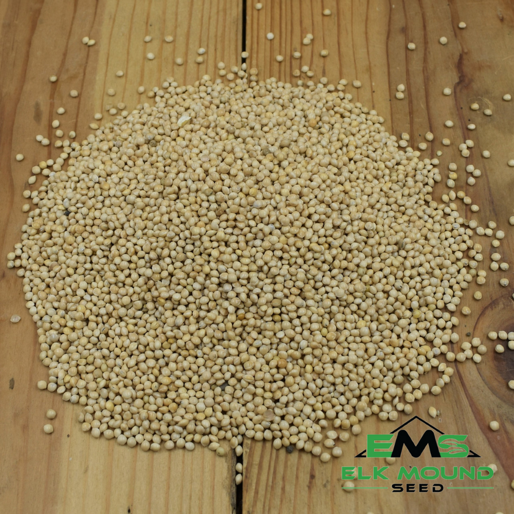 White Millet bird seed, premium wild bird food, high-energy seed ...