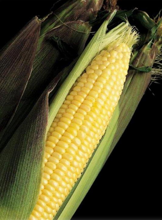 Kandy Korn Sweet Corn, conventional hybrid sweet corn, yellow kernels ...