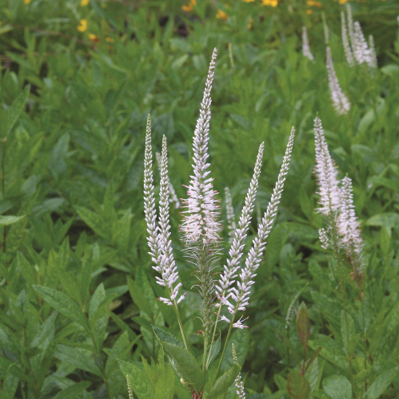 Culver’s Root, Veronicastrum virginicum, tall native perennial ...