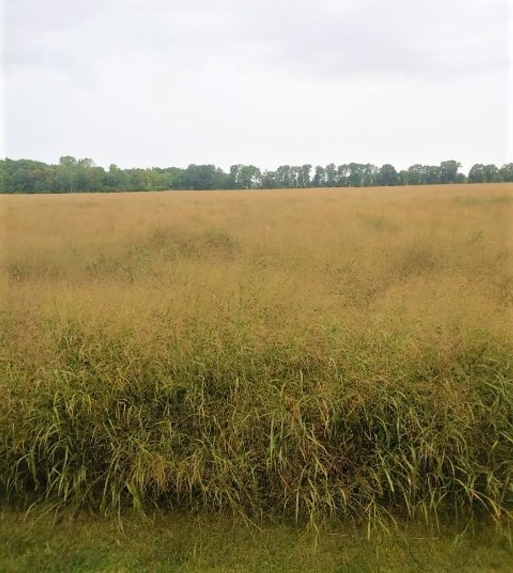 switchgrass, switch grass, native grass, grasses, habitat, Deer cover ...