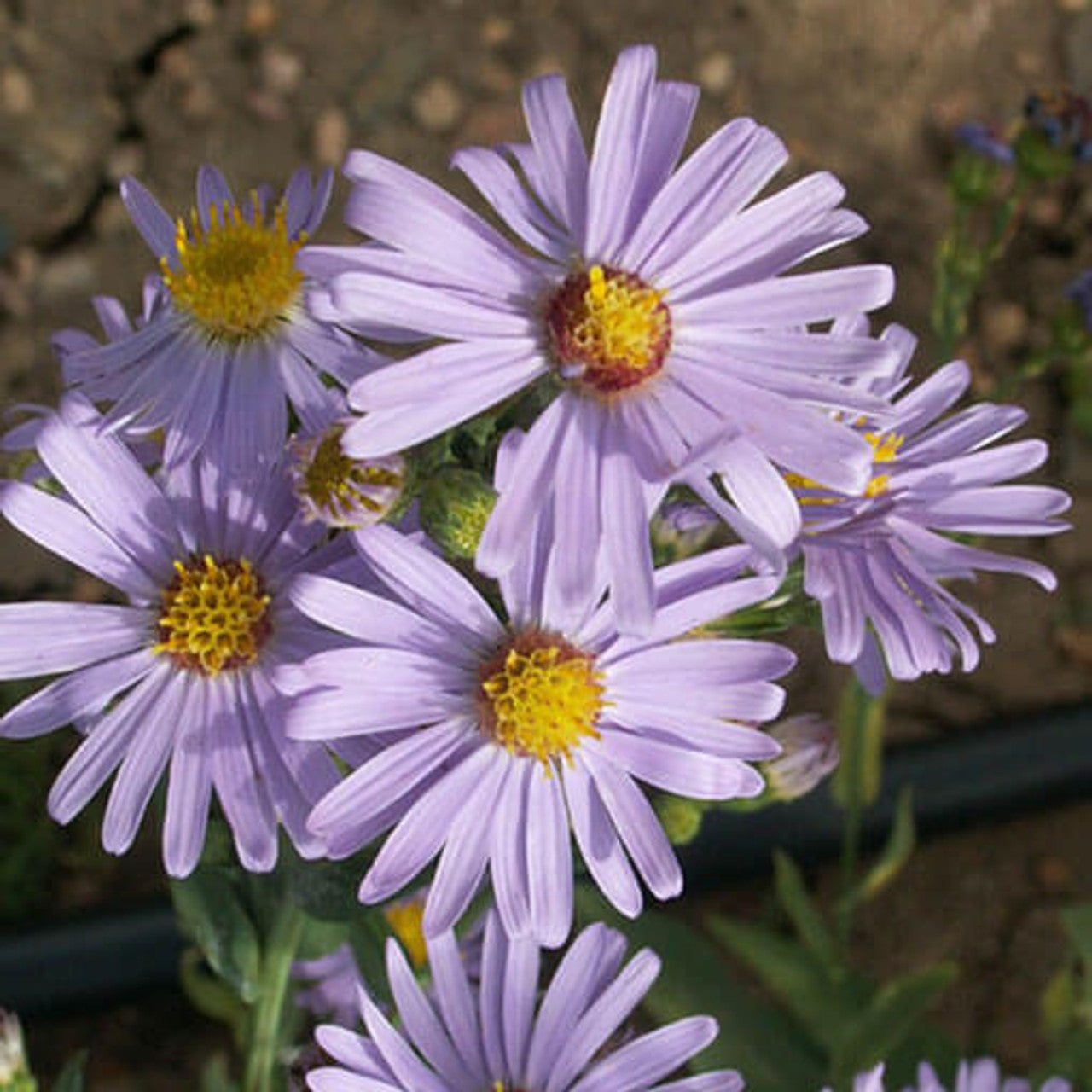 Smooth Blue Aster, native wildflower, late-season bloomer, pollinator ...