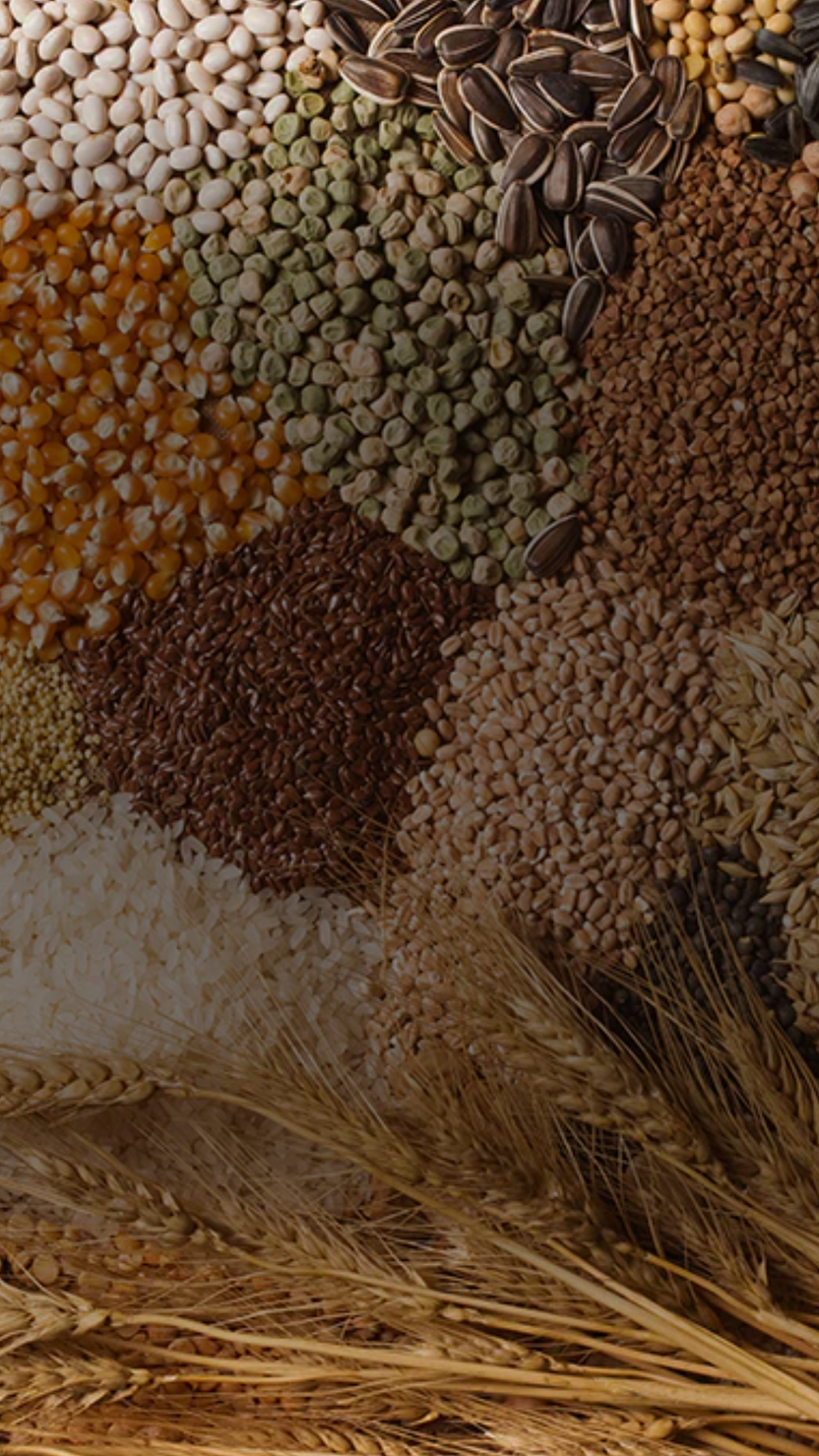 Explore All Seed Collections | Elk Mound Seed