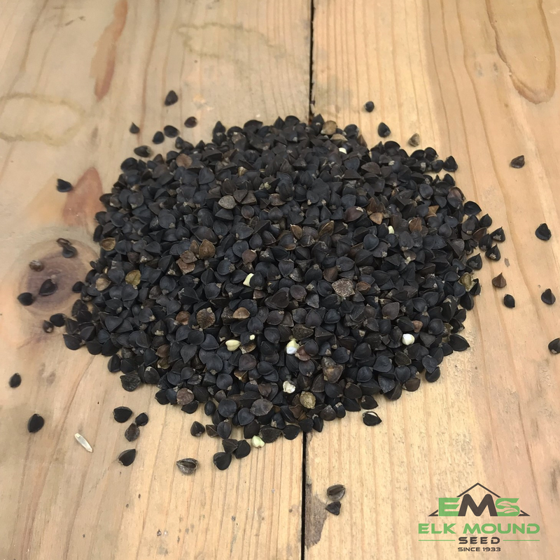 Explore All Seed Collections | Elk Mound Seed