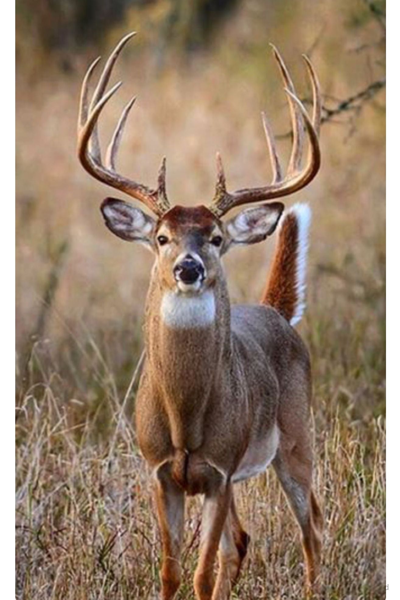 Protect Your Roundup Ready Sweet Corn: Understanding the Differences i ...